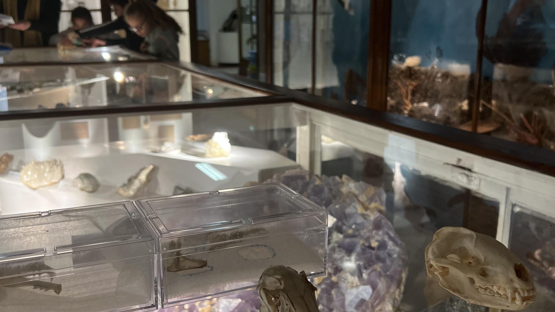 Victor Brun Natural History Museum | Montauban Tourisme